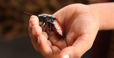 Image result for Pet Cockroach