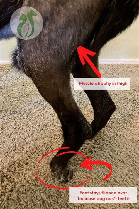 Image result for Dogs Back Legs Shake