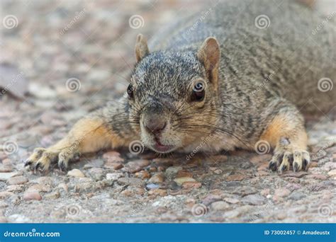 Image result for Tree Squirrel Habitat