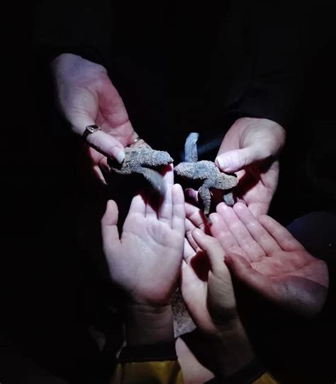 Image result for Turtle Hatching