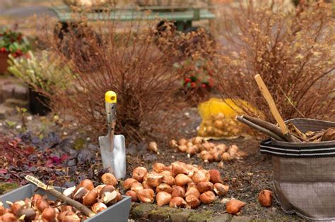 Image result for Tulip Planting Tips