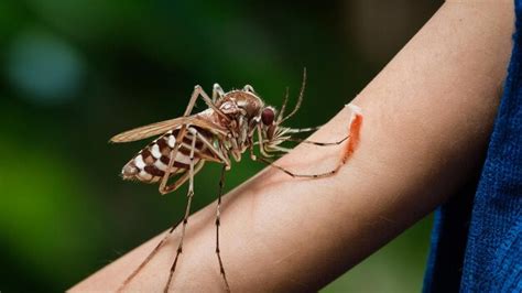 Image result for Fly Front Face