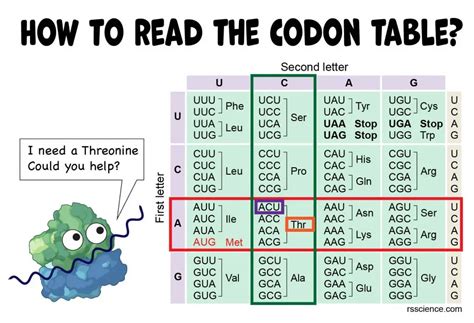 Image result for How to Use a Codon Chart Biology