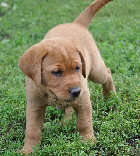 Image result for Grumpy Angry Face Red Lab