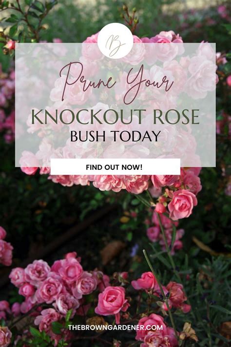 Image result for Pruning Knockout Roses for Spring