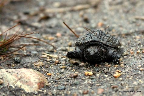 Baby Snapping Turtle - Jacob Sconyers