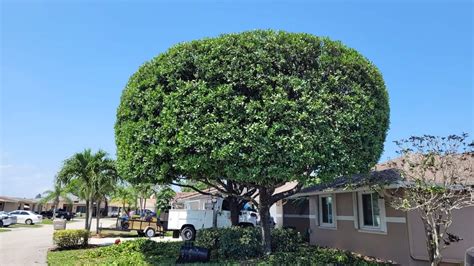 Image result for Tree Shaping Practices
