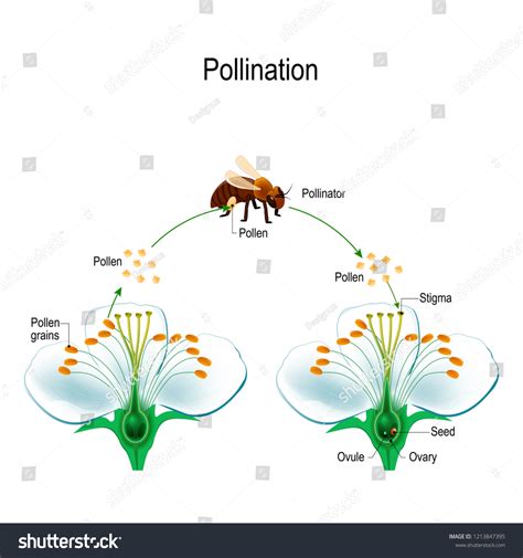 Image result for Examples of Self Pollination
