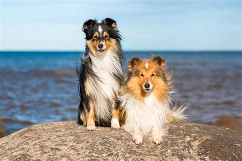 Image result for Mini Sheltie