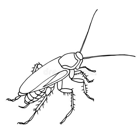 Image result for Cockroach Side View