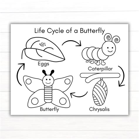 Image result for Turtle Life Cycle Coloring Pages
