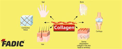 Image result for Collagen Function