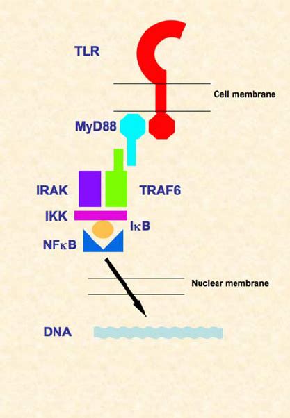 Image result for TLR Signaling Pathway