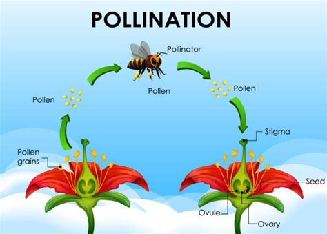 Image result for Examples of Self Pollination