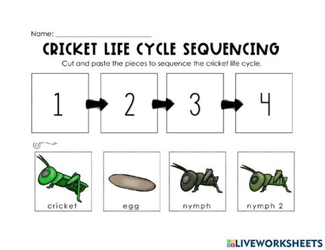 Image result for Cricket Insect Life Cycle