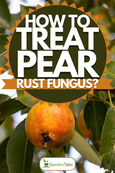 Image result for Pear Rust Cycle