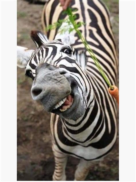 Image result for Smiling Zebra