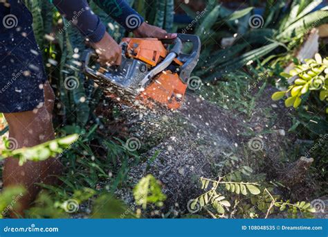Image result for Felling a Tree Cuts