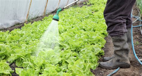 Image result for H-2A Program