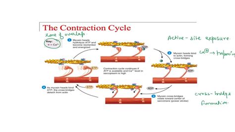 Image result for Muscle Contraction Cycle