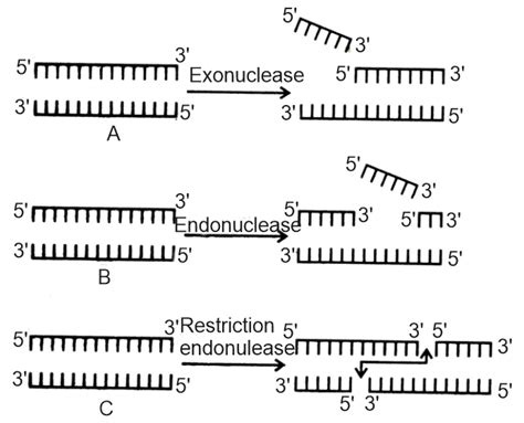 Image result for Exonuclease Function