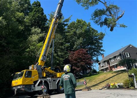 Image result for Engine Lift On a Tree