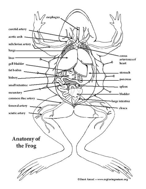 Image result for Frog Anatomy Dissection
