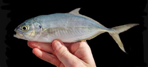 Image result for How to Catch Blue Runner Fish