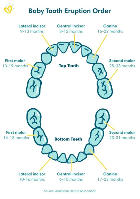 Image result for Teething Chart