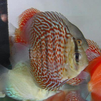 Image result for Red Tiger Discus