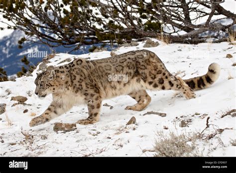 Image result for Snow Leopard Side View