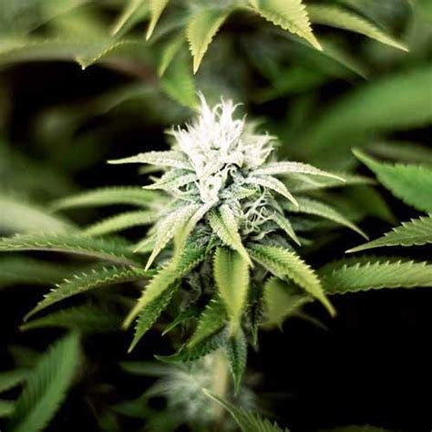 Image result for Drying Out Bubble Hash