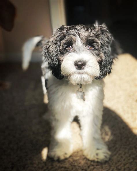 Image result for Cockapoo Caring