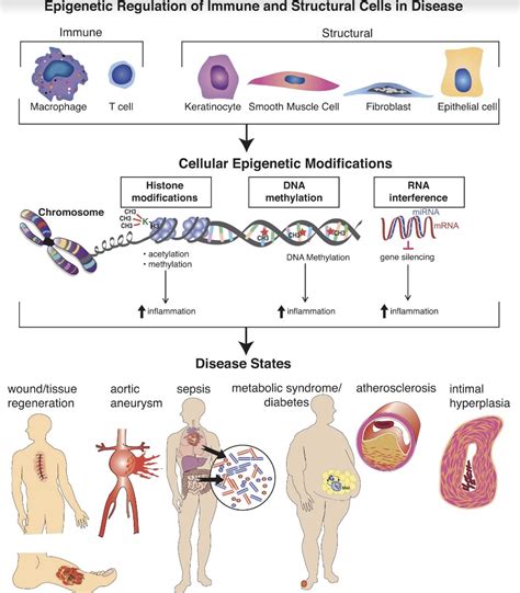 Image result for Epigenetics How Does Work