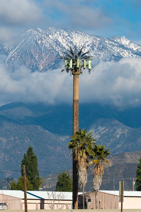 Image result for Fake Tree Cell Tower