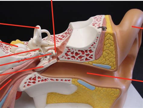Image result for Ear Dissection Labeled