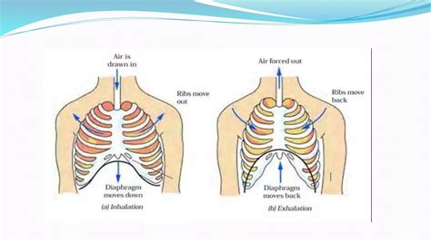Image result for Process of Exhalation and Inhalation