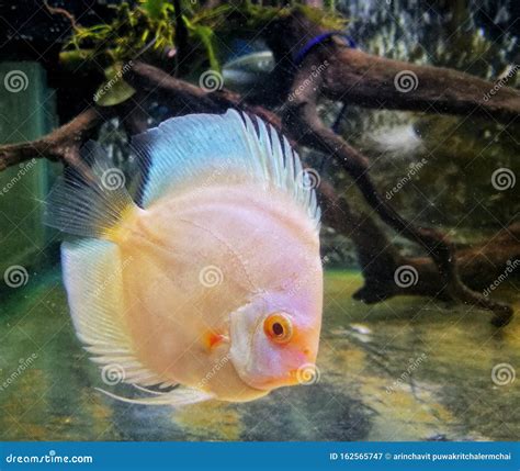 Image result for White Discus Fish