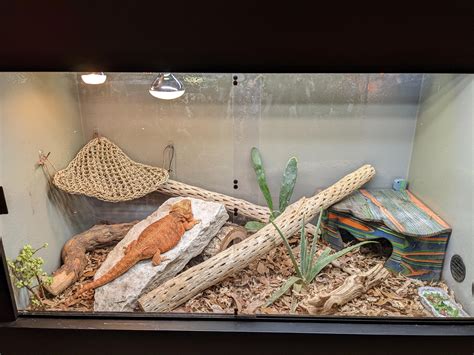 Image result for Bioactive Iguana Setup