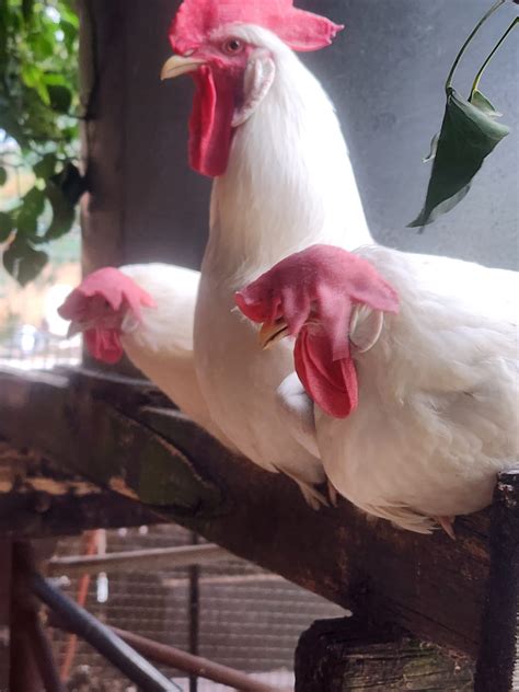 Image result for Rabbit Hopper Popper How to Use