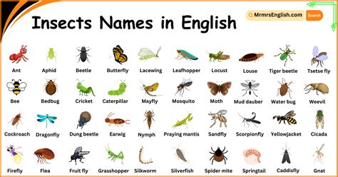 Image result for Insects and Names