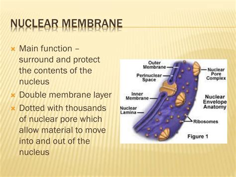 Image result for Nuclear Envelope Membrane Function