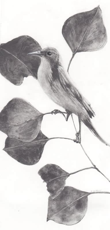 Image result for Drawing with Powdered Graphite