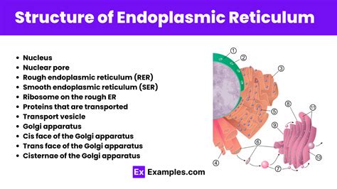 Image result for Endoplasmic Reticulum Function