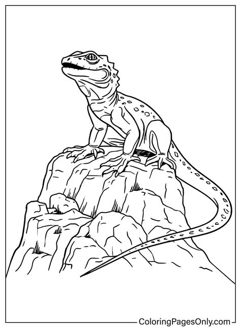 Image result for Lizard Coloring Pages