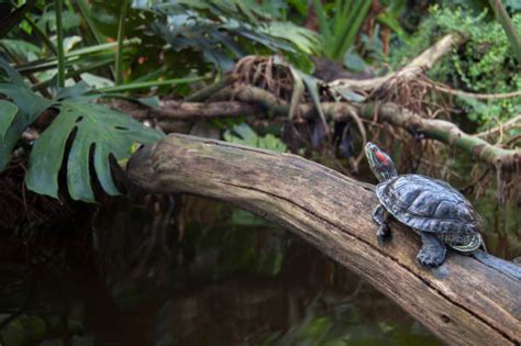 320+ Red Ear Slider Turtle Stock Photos, Pictures & Royalty-Free Images ...