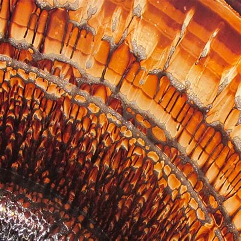 Image result for Humic Acid for Humans