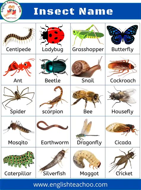 Image result for All Types of Insects