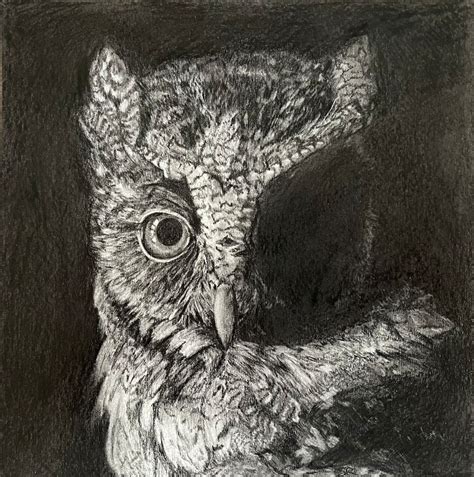 Image result for Graphite Drawing of Owl