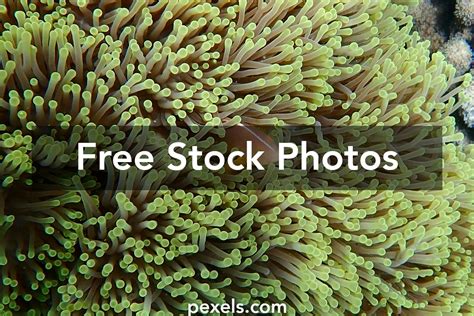 Image result for Finding Nemo Australian Current